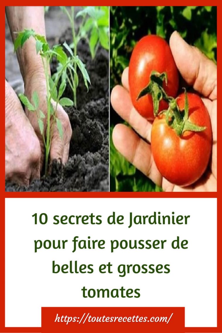 10 secrets de Jardinier pour faire pousser de belles et grosses tomates ...